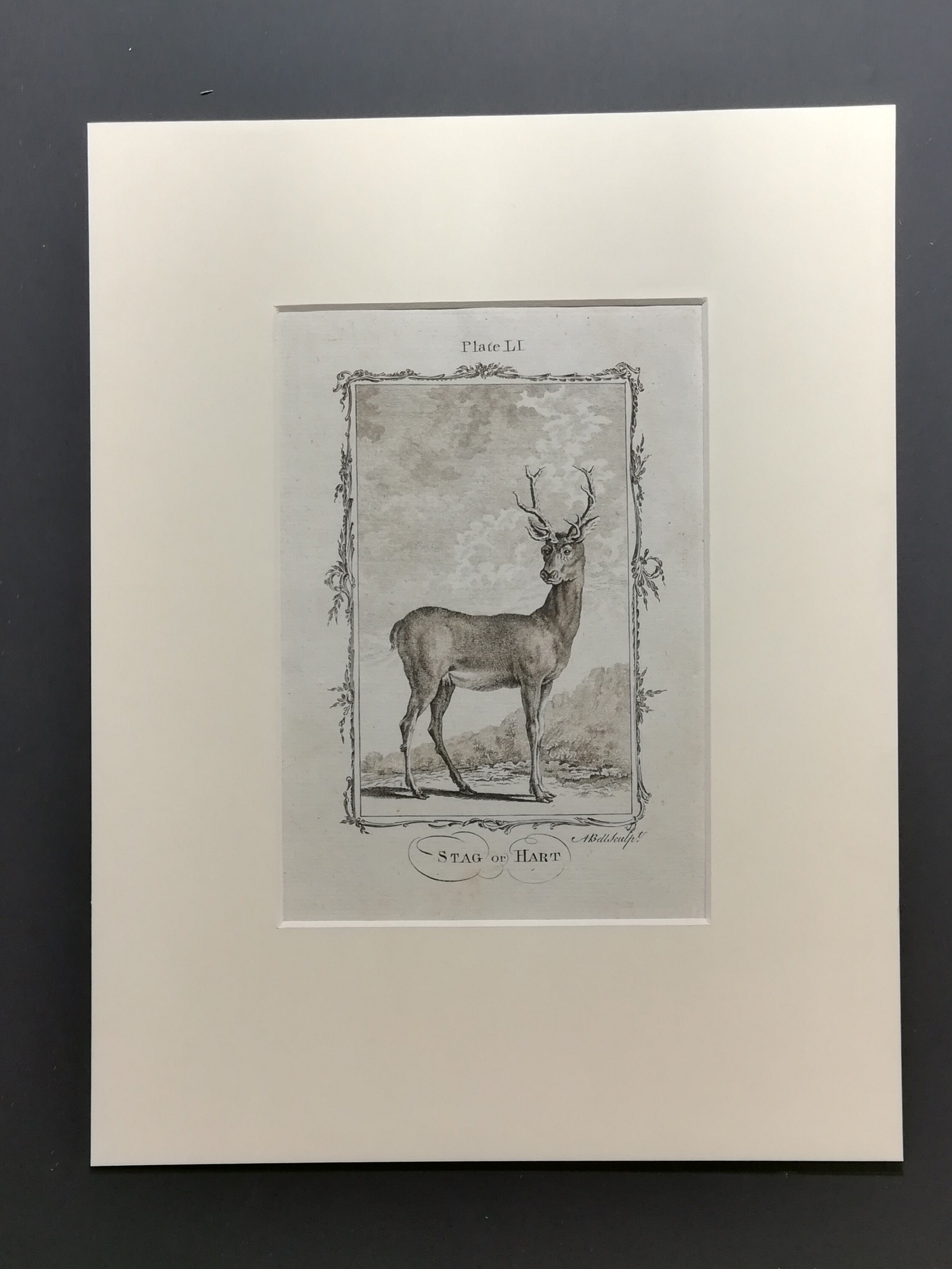 Stag or Hart Deer Original C1800 Engraving by Buffon - Etsy