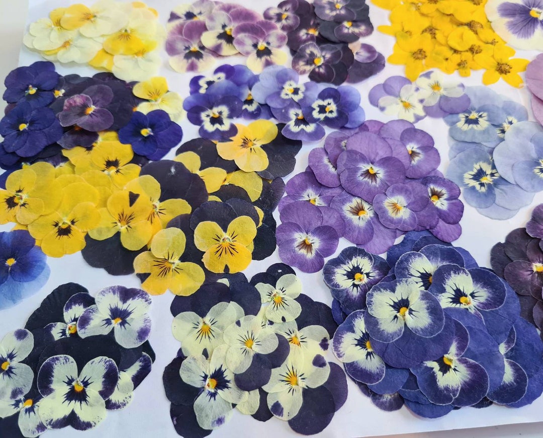 12pcs Dried Pansies (natural, Pressed) for Diy Projects, Resin Art ...