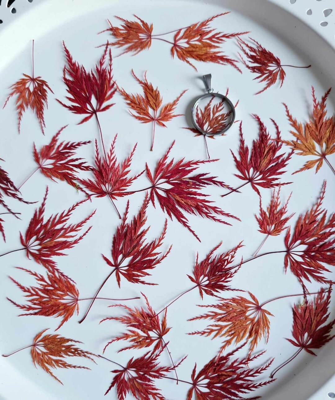 12/25 Pcs. Dried Mini Maple Leaves natural Pressed for Diy - Etsy