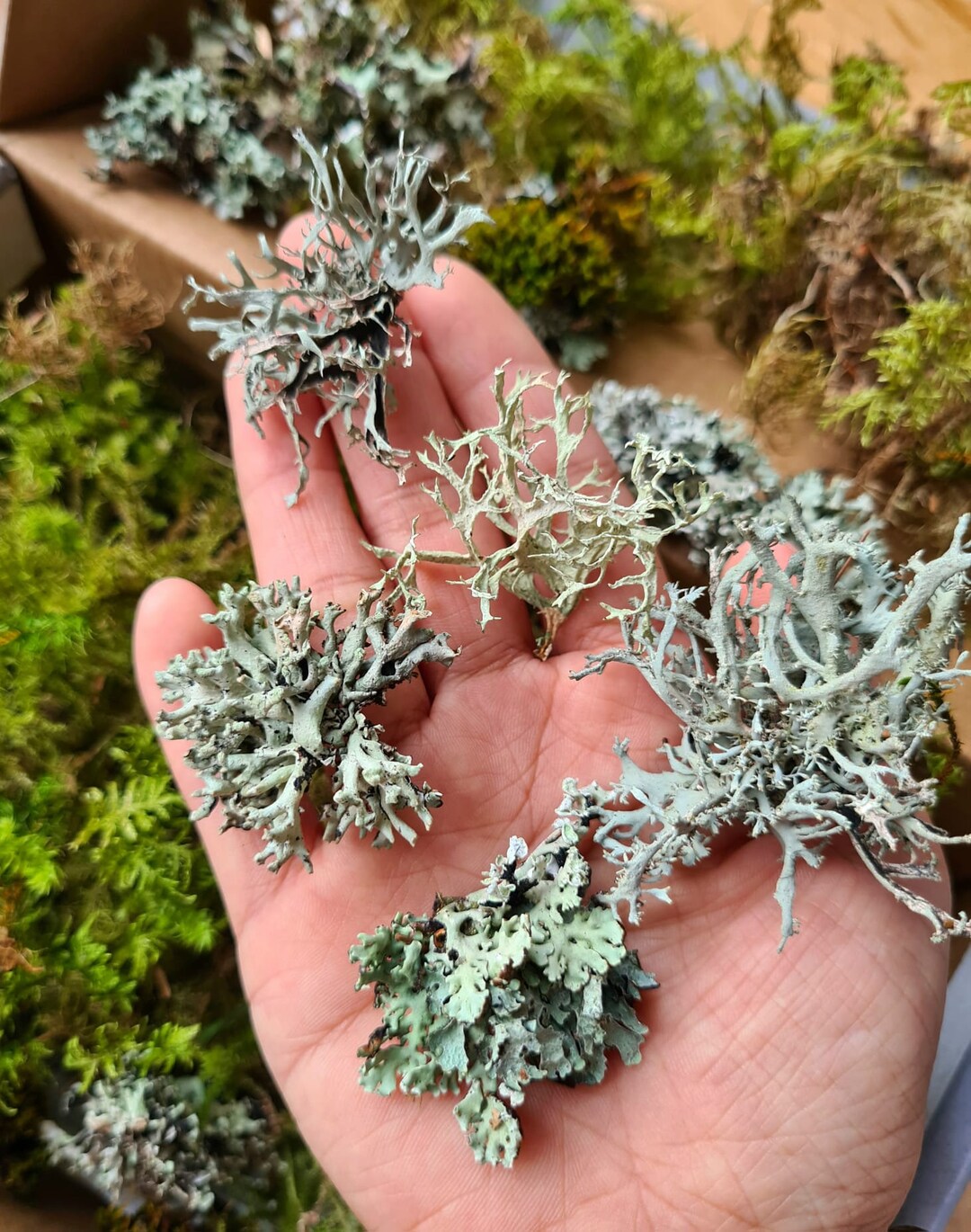 5/10pcs "3d" Dried Moss (natural) Perfect for Diy Projects, Resin Art ...