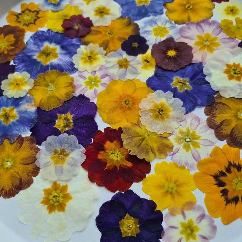 Dried Pressed Flowers - Etsy