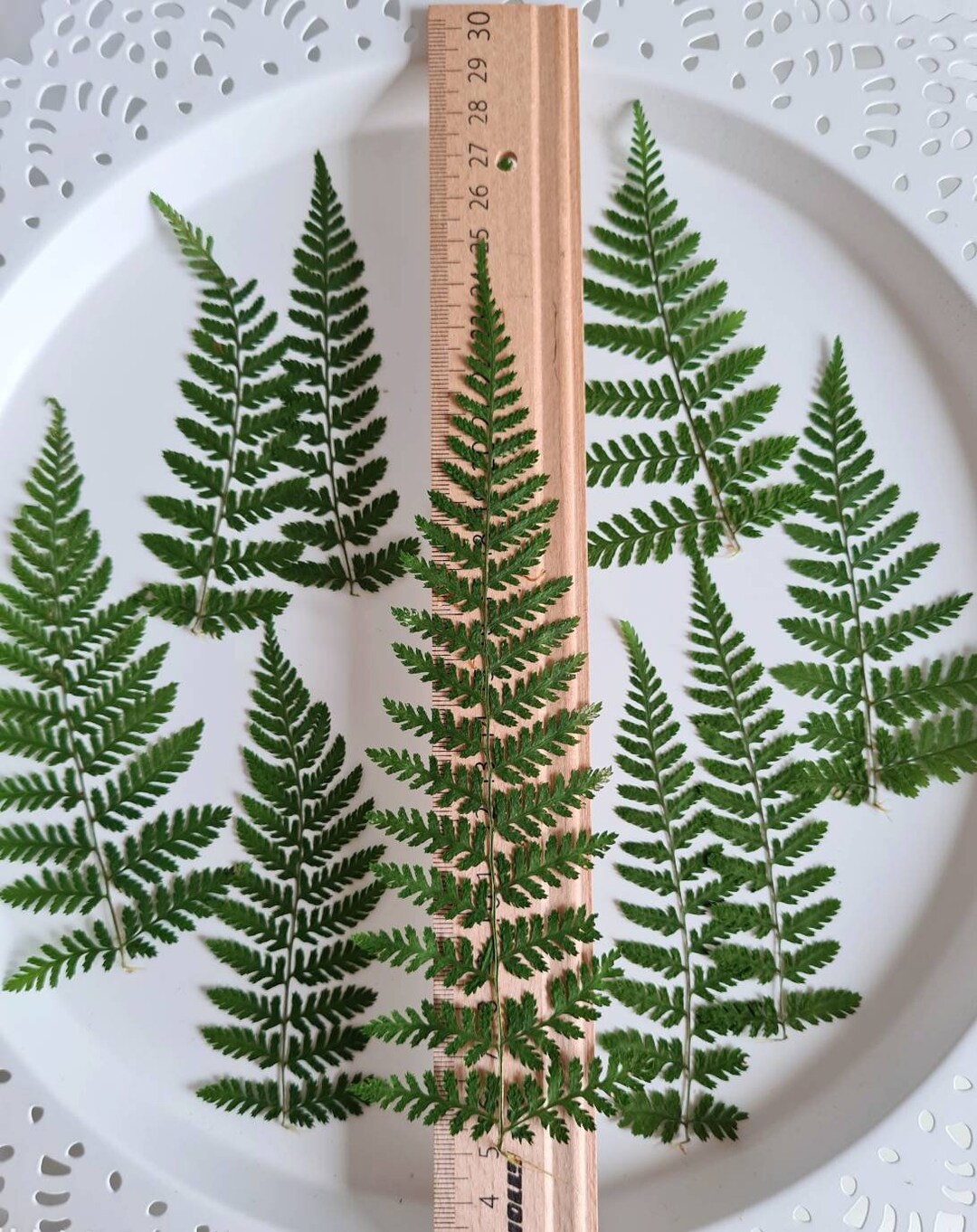 Getrocknete Farn Blätter (naturbelassen, gepresst) für DIY Projekte ...