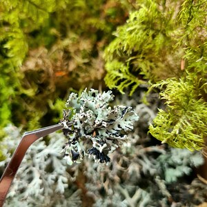 5/10pcs "3d" Dried Moss (natural) Perfect for Diy Projects, Resin Art ...