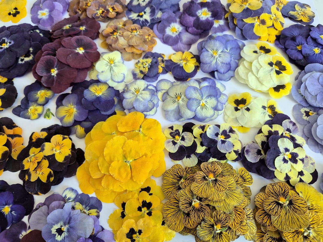 12pcs Dried Pansies (natural, Pressed) for Diy Projects, Resin Art ...