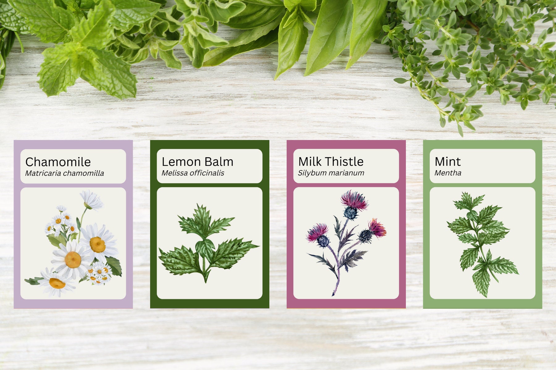 Herb Flashcards Printable Set of 20 [PDF] - Perfect for Future ...