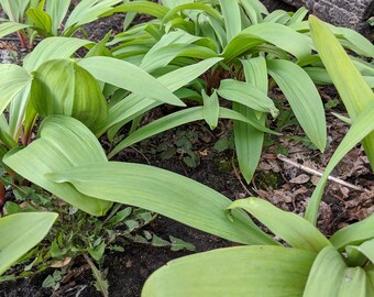 Ramp Seeds | Etsy