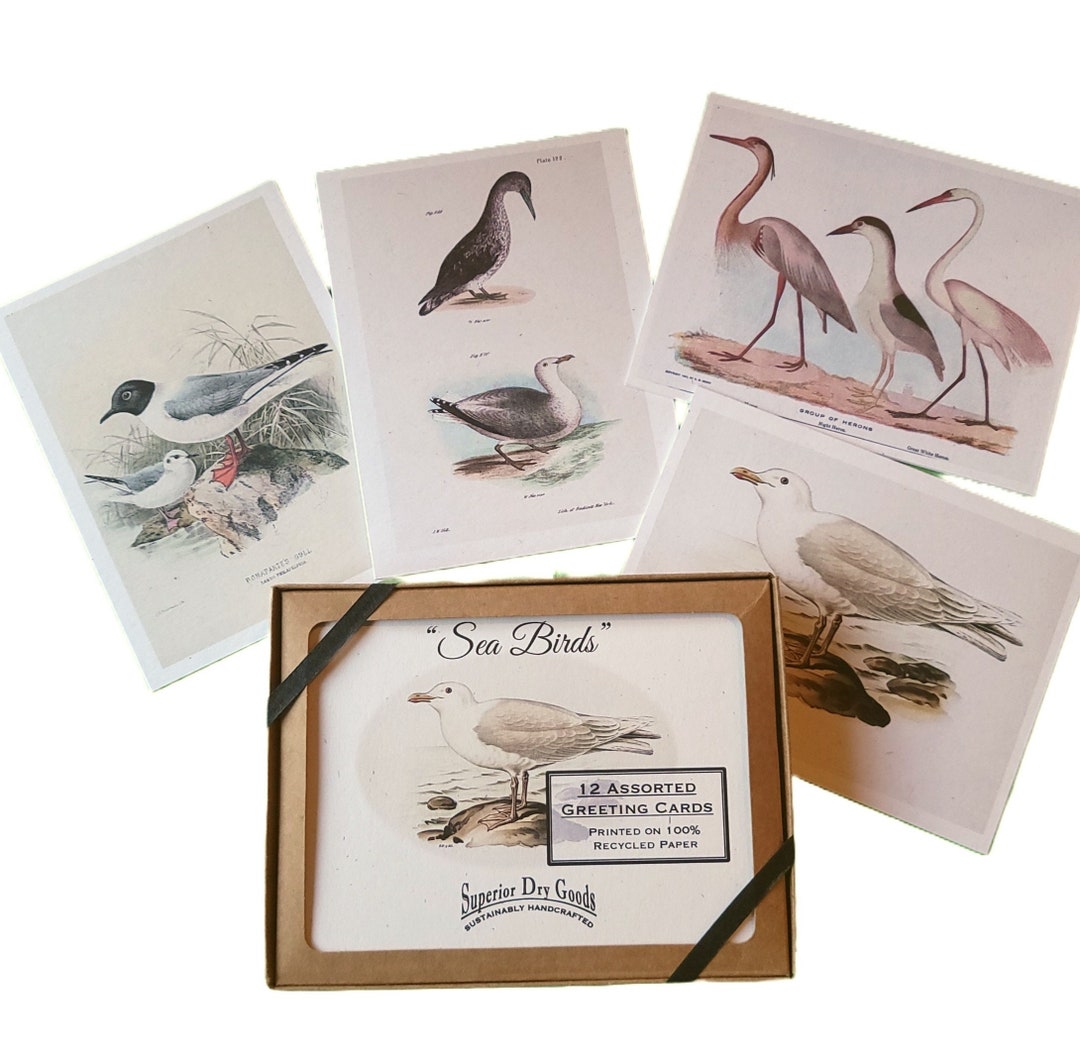100% Recycled sea Birds Note Cards, Set of 12 Handmade Blank Greeting ...