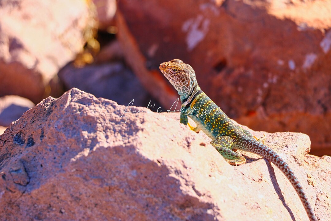 Gecko Print, Phoenix, Arizona Photography - Digital Download - Etsy