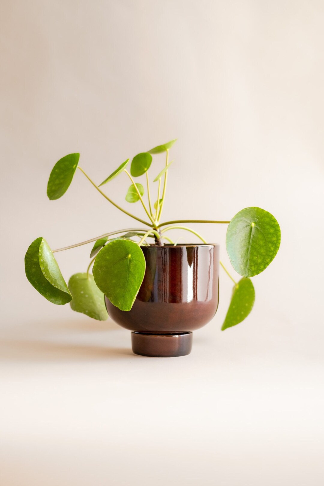 Brown Planter Birthday Gift for Crazy Plant Lady Vintage - Etsy