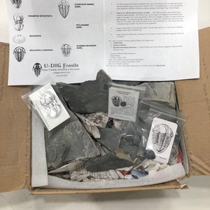 Fossil Trilobite Shale Collecting Kit - Etsy