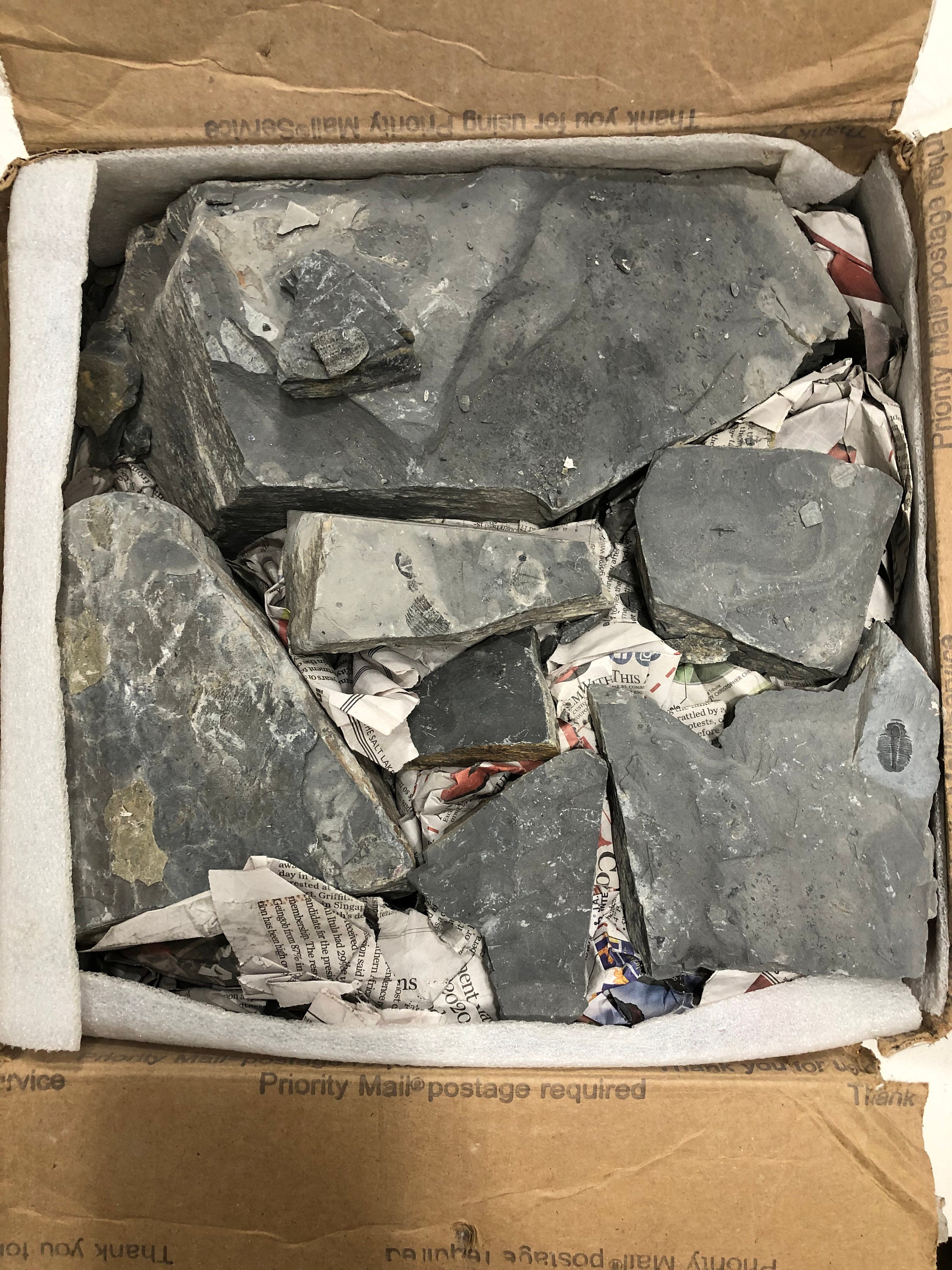 Fossil Trilobite Shale Collecting Kit - Etsy