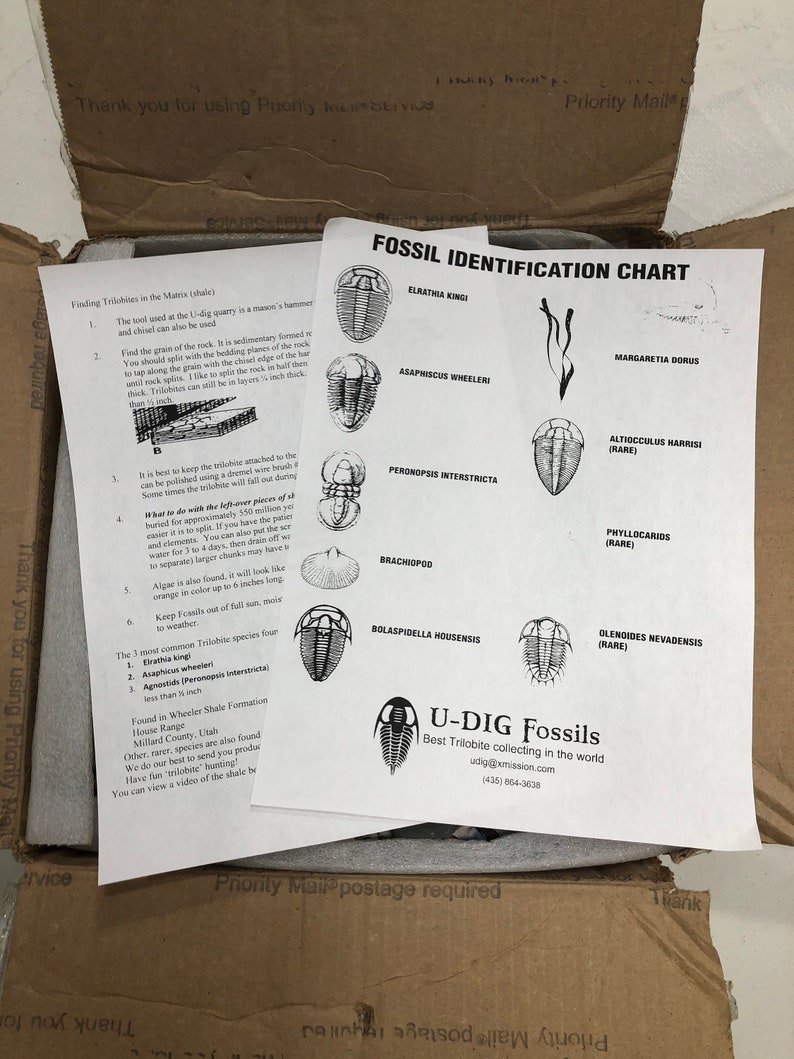 Fossil Trilobite Shale Collecting Kit - Etsy