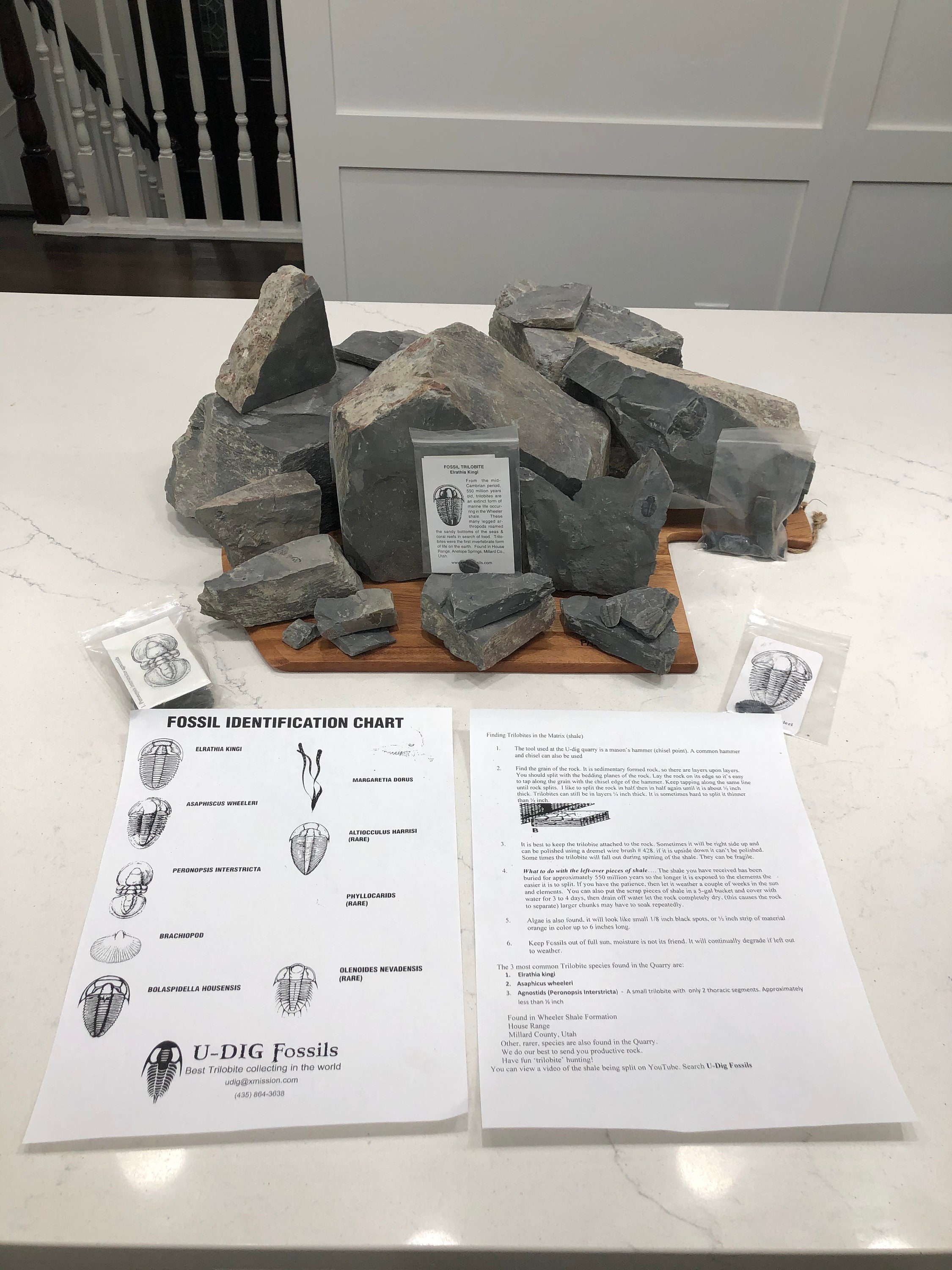 Fossil Trilobite Shale Collecting Kit - Etsy