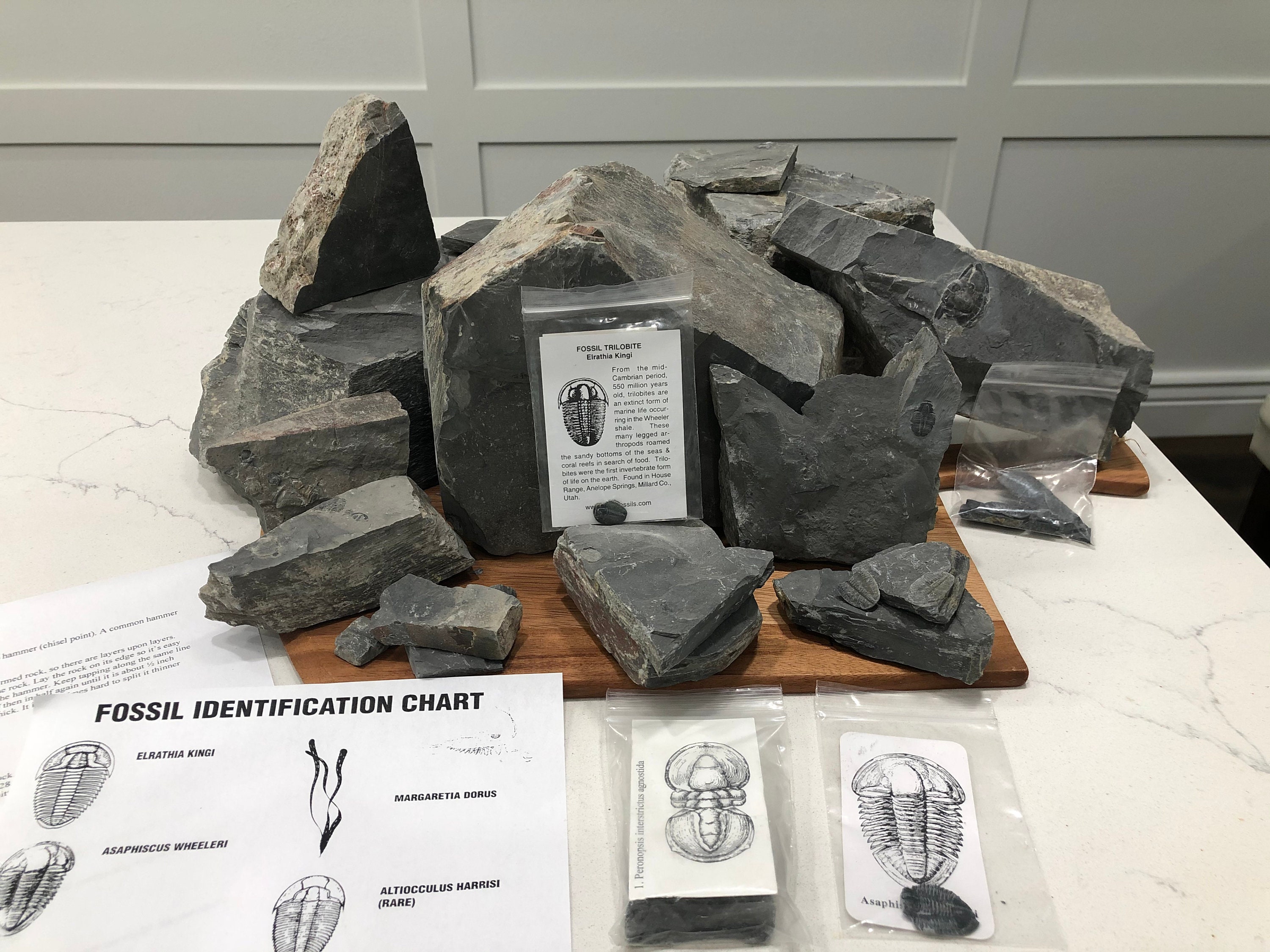 Fossil Trilobite Shale Collecting Kit - Etsy