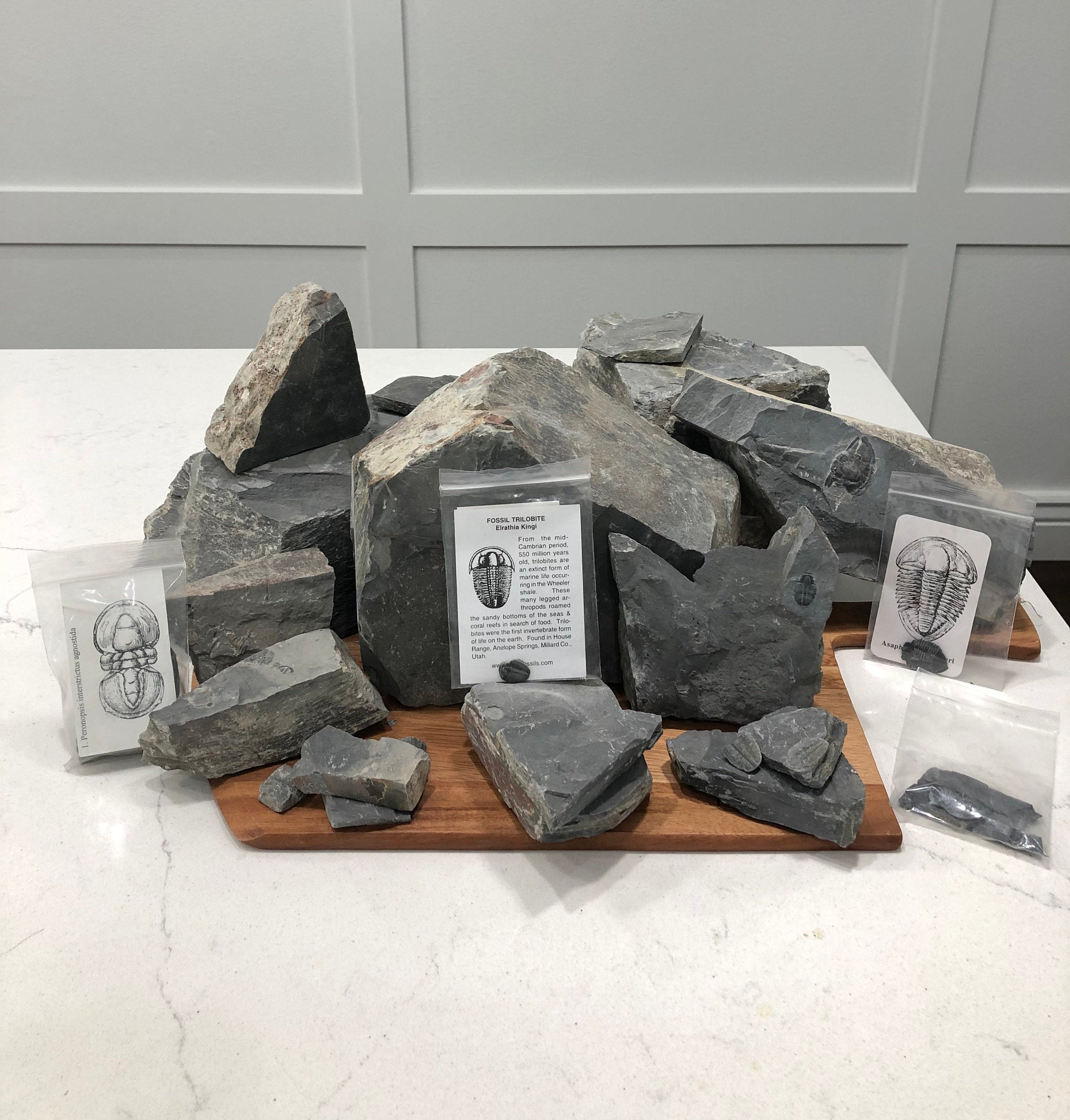 Fossil Trilobite Shale Collecting Kit - Etsy