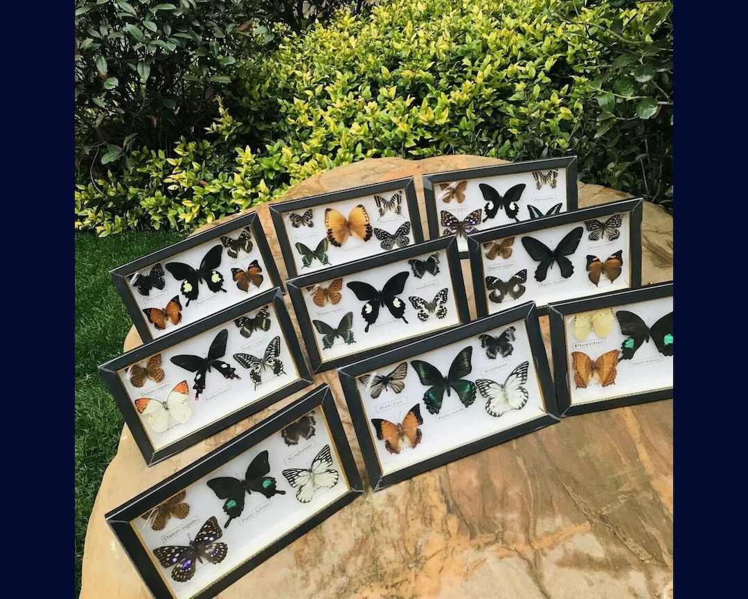 Real Butterfly Collection Natural Butterfly Framed Specimen Insects ...