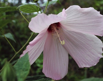 Swamp Rose Mallow - Etsy