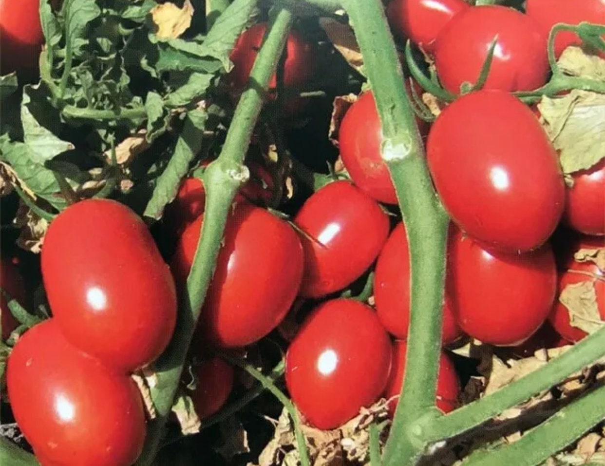 Supersauce Tomato Seeds 500 High Yield Hybrid USA | Etsy