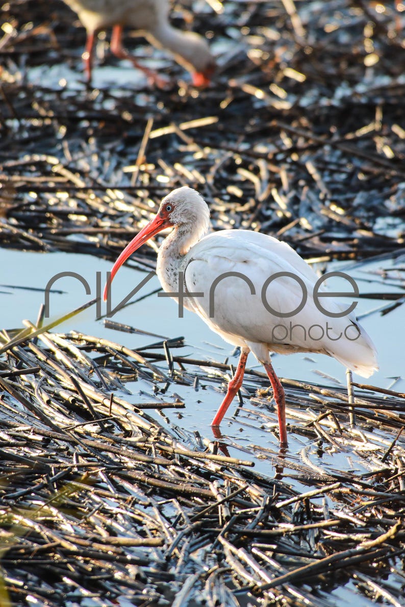 Charleston, South Carolina - Digital Print - Copahee Sound - Ibis ...