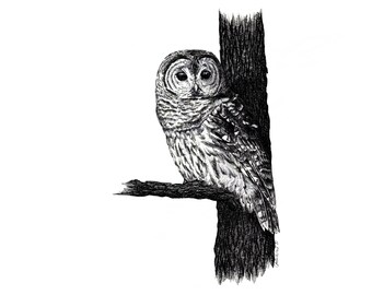 Owl Ink Drawing | Etsy