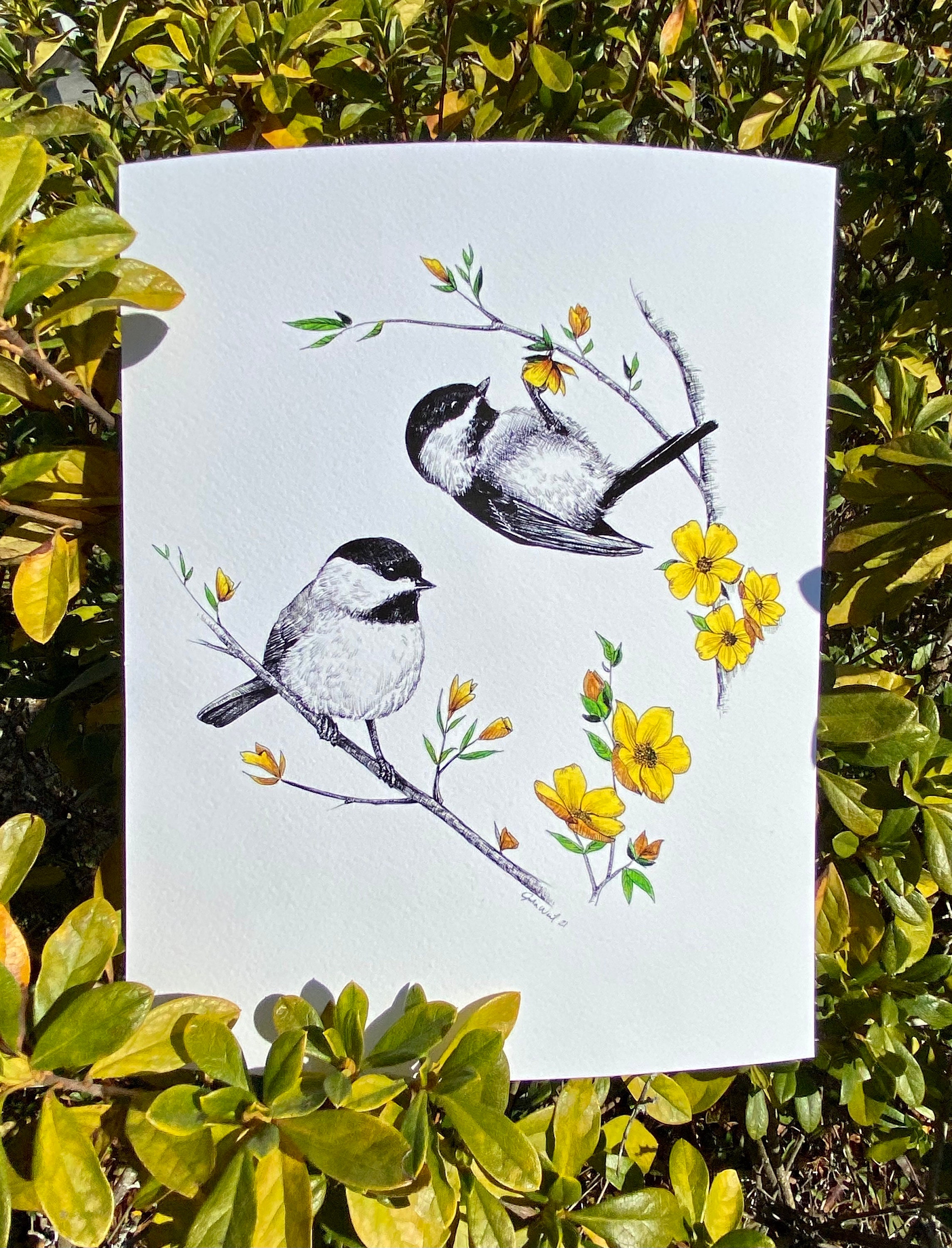Carolina Chickadee Pen and Ink Handmade Drawing Giclee | Etsy