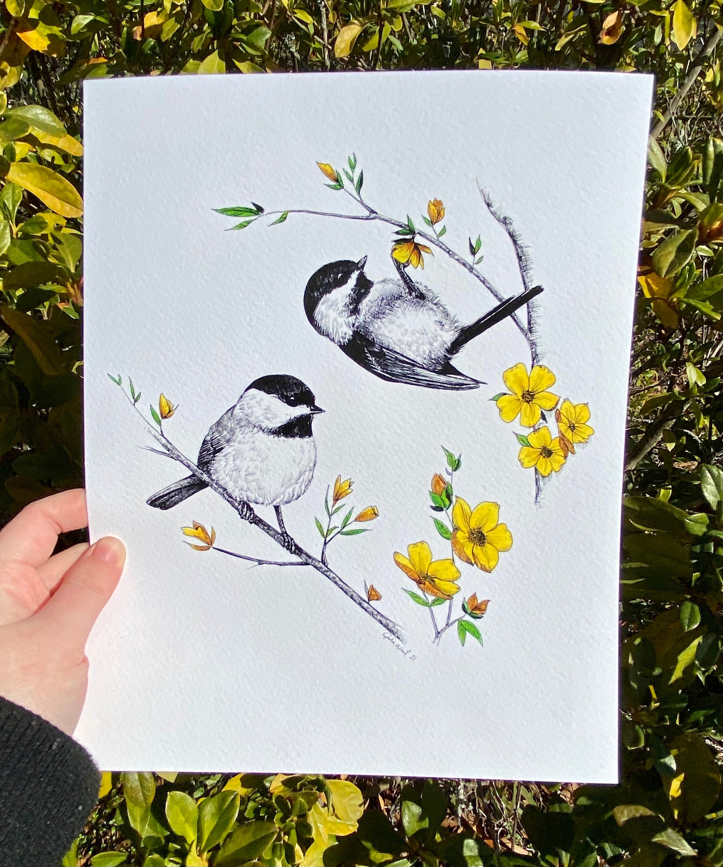 Carolina Chickadee Pen and Ink Handmade Drawing Giclee | Etsy