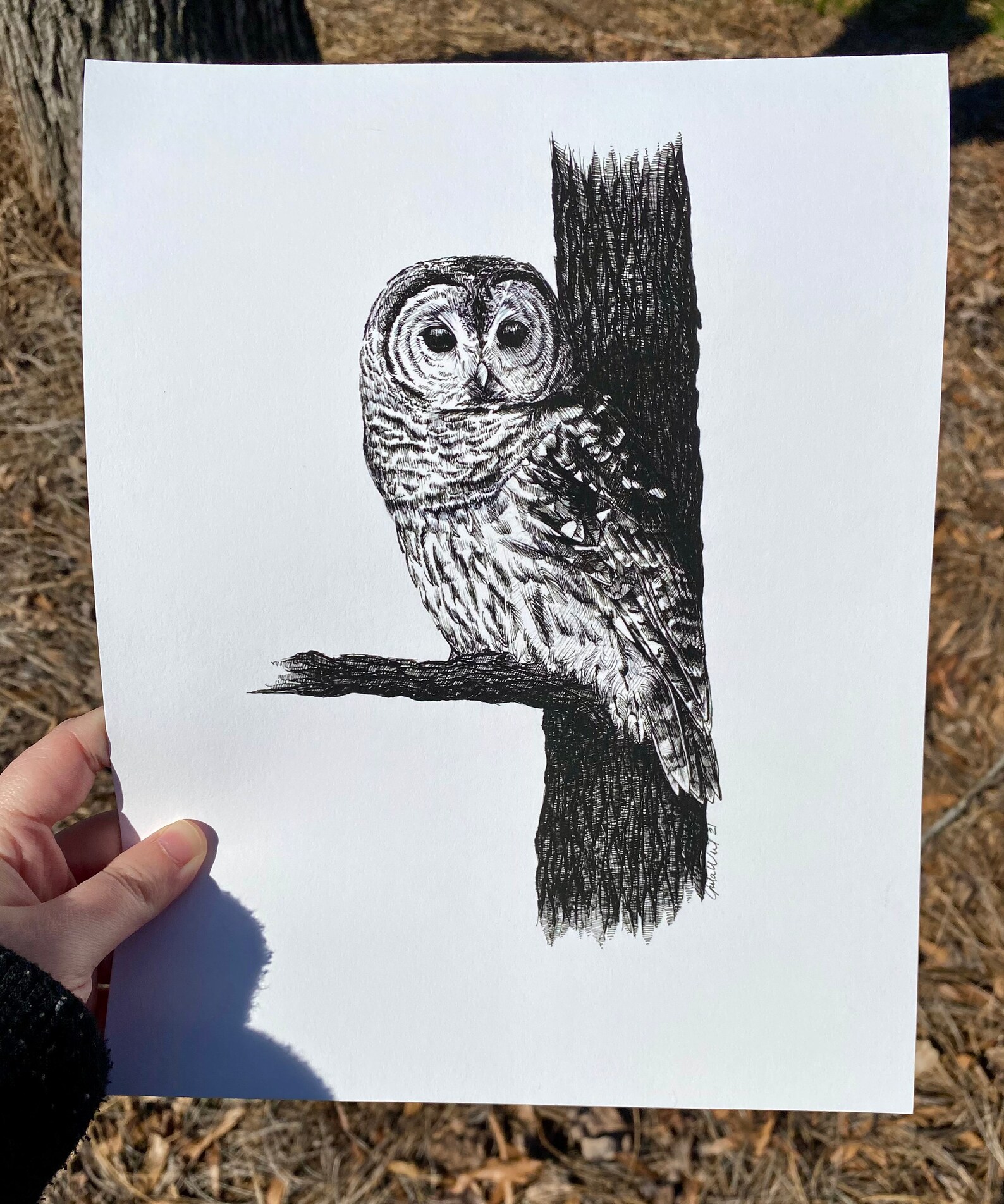 Barred Owl Pen and Ink Handmade Drawing Giclee Textured Art | Etsy