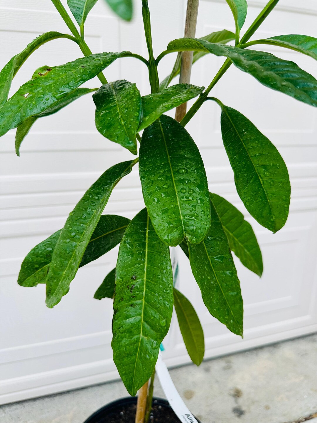 Jamaican Pimento Tree / All Spice Tree - Etsy