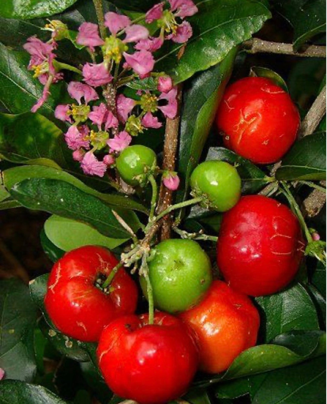 Acerola Cherry Cuttings, Also Called Barbados Cherry - Etsy