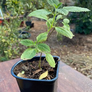 Live Plant Tea Leaves Lippa Alba. Mint Shrub, Poleo Limón,juanilama ...