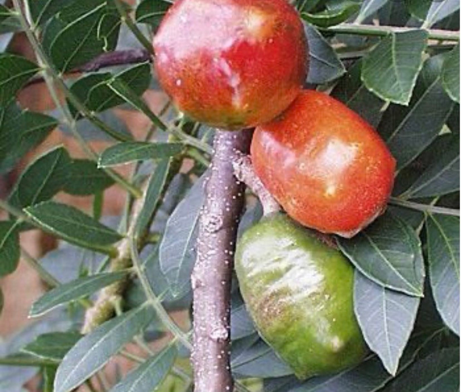 Jamaican Red Plum / Hog Plum cuttings and Live Plants | Etsy