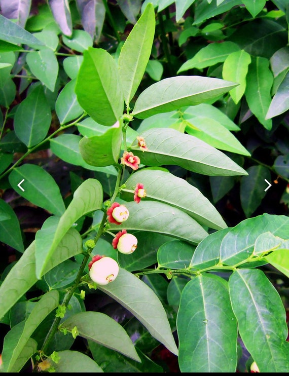 Katuk Live Plant & Cuttings Other Names Sauropus - Etsy