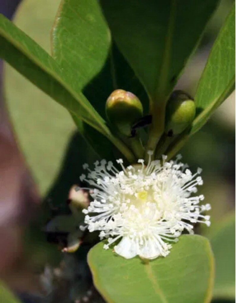 Cuttings / Live Plant of Lemon Cattley Guava | Etsy