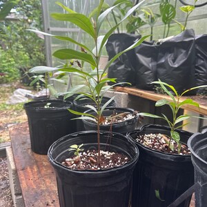 Java Plum Seedling, Also Known as Jamun, Jambolan, Malabar Plum, Ribena ...