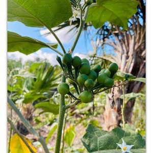 Turkey-berry Tea Leaf & Fruit Available (sussumber)- Very Fast Growing ...