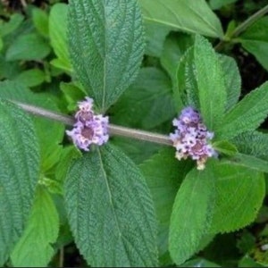 Live Plant Tea Leaves Lippa Alba. Mint Shrub, Poleo Limón,juanilama ...