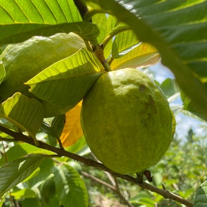 Freshly Harvested Organically Grown Guava Leaves Sold for Tea Purposes ...