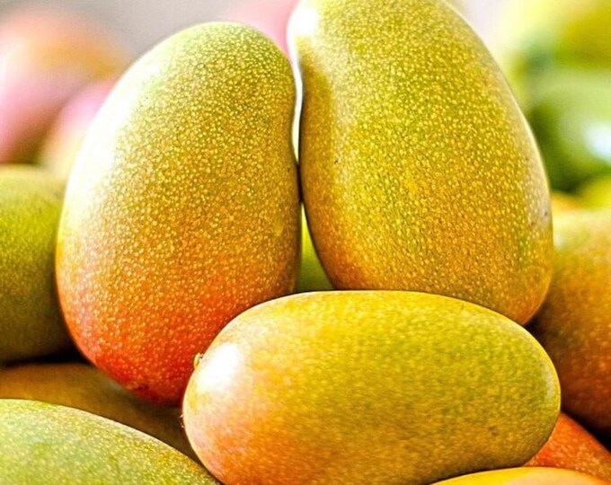 Giant Mulchi plinia Inflata Plant in 1 Gallon Nursery Pot. Sorry, No ...