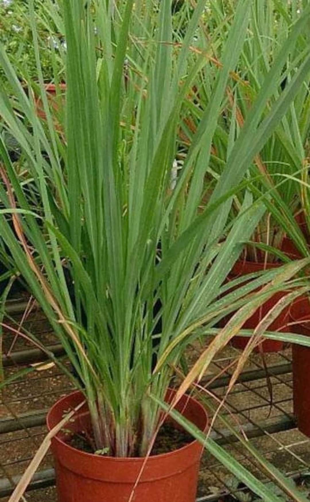 Organic Jamaican Fever Grass Plantlemon Grass Live Plants And Tea Leaves Etsy
