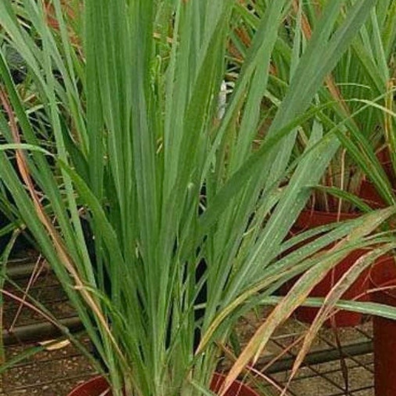 Lemon Grass - Etsy
