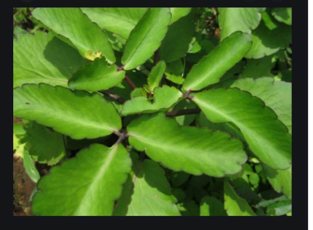 Leaf of Life Plant 6-12 Inches Organically Grown, Fresh Harvested ...