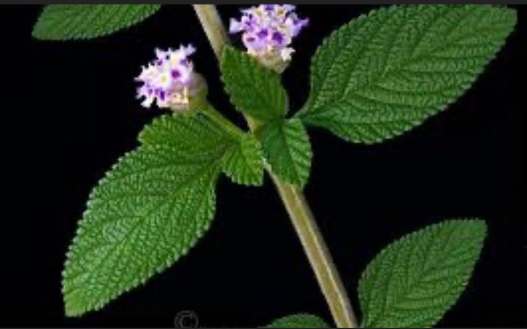 Live Plant Tea Leaves Lippa Alba. Mint Shrub, Poleo Limón,juanilama ...
