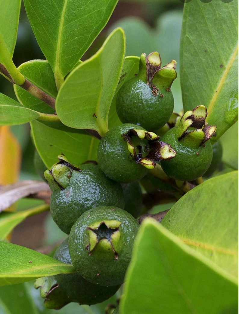 Cuttings / Live Plant of Lemon Cattley Guava | Etsy