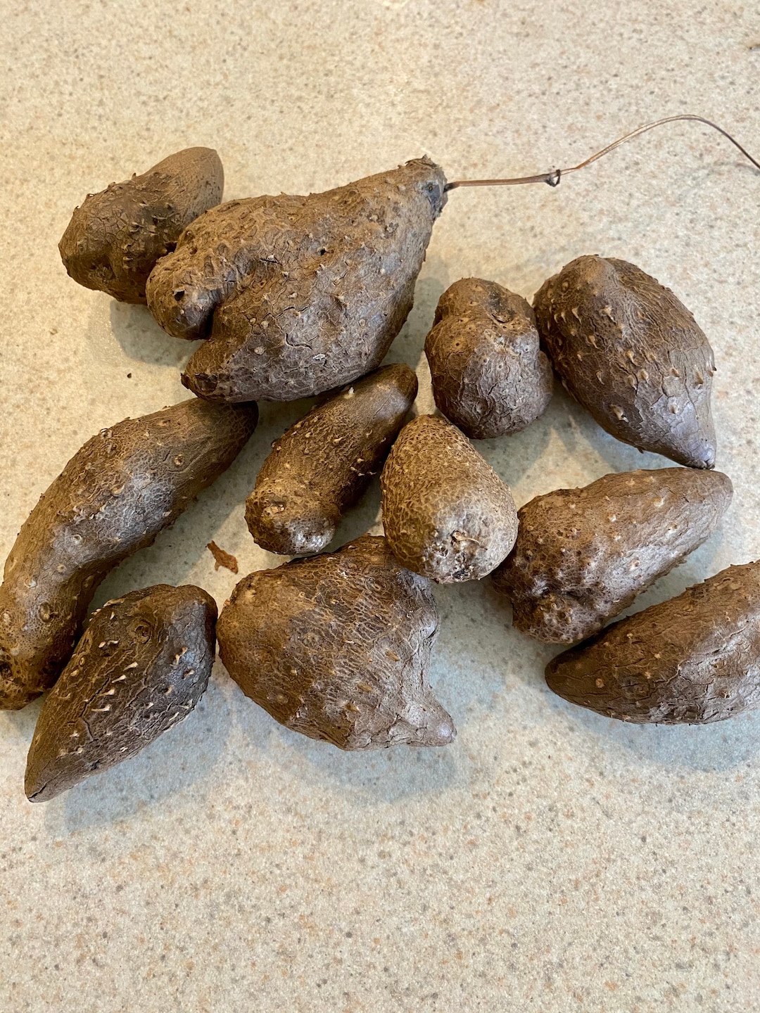 Saint Vincent Yam Bulbils, 8oz of Yam Seeds Limited Quantities. - Etsy