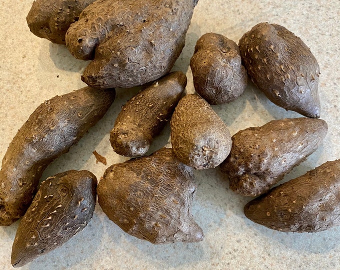 Saint Vincent Yam Bulbils, 8oz of Yam Seeds Limited Quantities. - Etsy