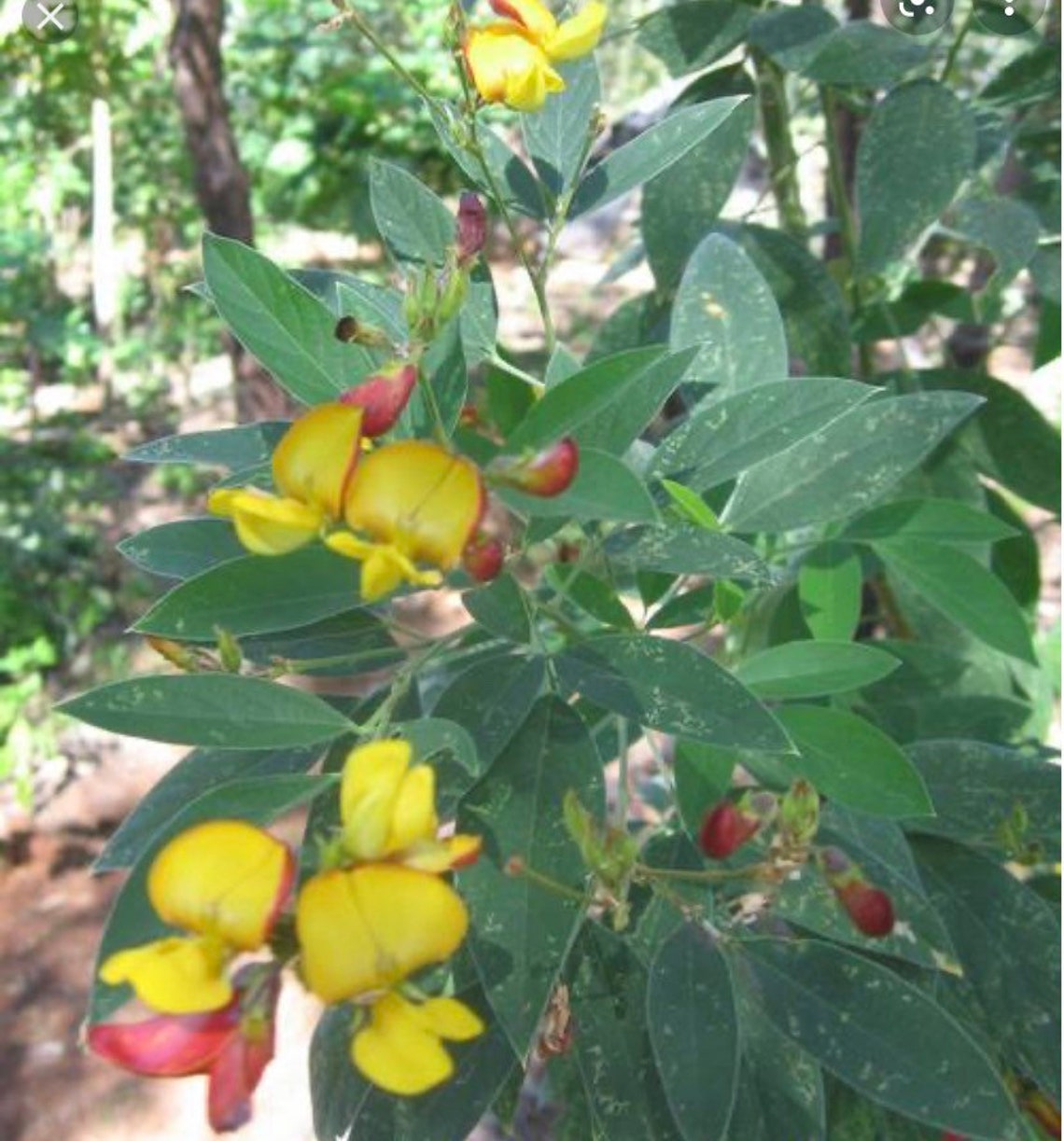 Pigeon pea live Plants | Etsy