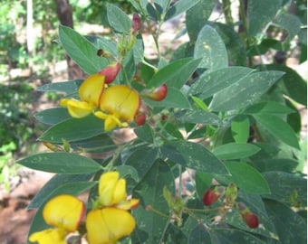 Pigeon Pea Tree Live Plant Cajanus Cajun - Etsy