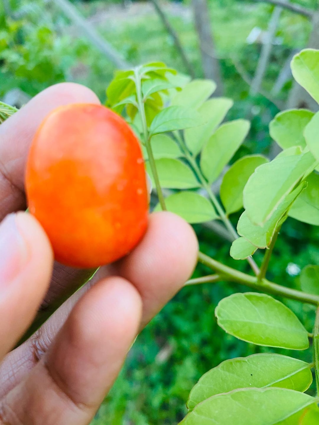 Live Plant / Cuttings of the Jocote Plum Tree or Spanish Plum, Hog Plum ...