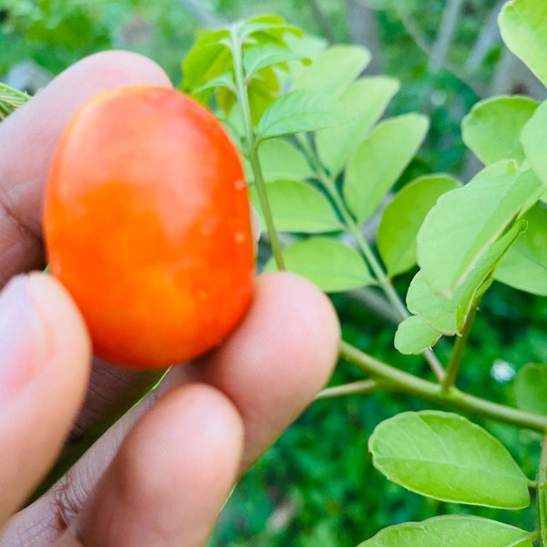 Spanish Plum Tree - Etsy