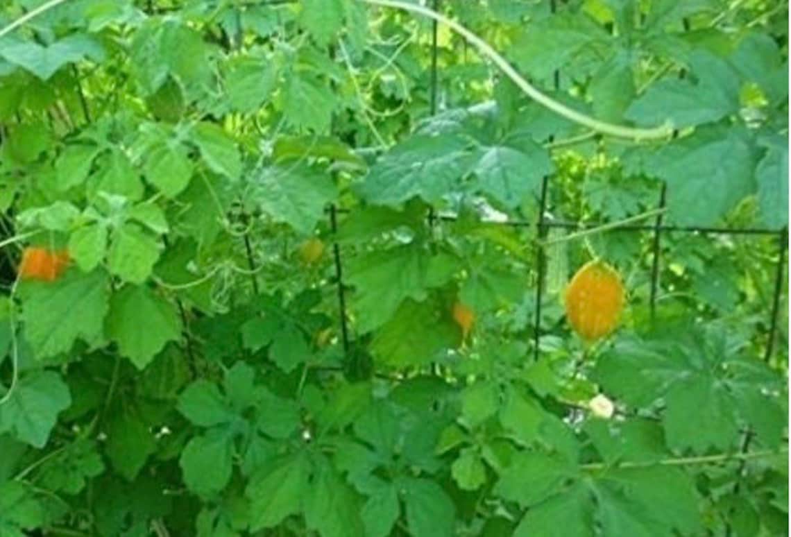 Live plant Jamaican Cerasee fast growing herb / Momordica | Etsy